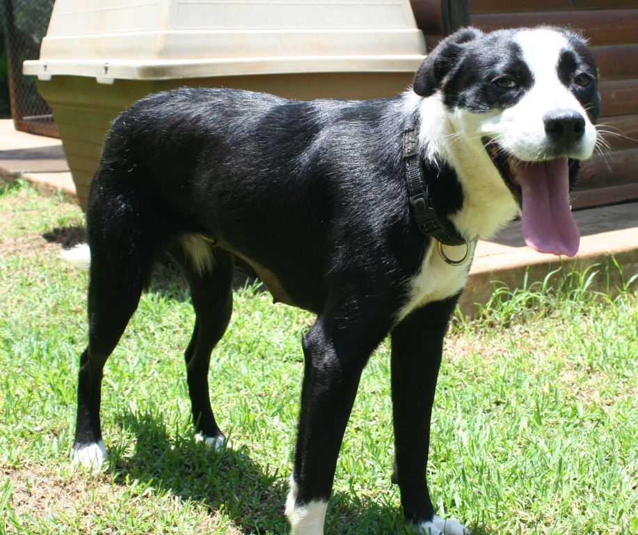 Brassie - BarkingMad