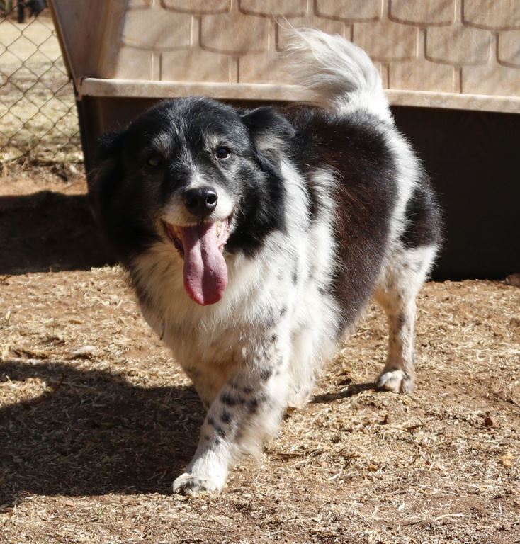 Beertjie - BarkingMad