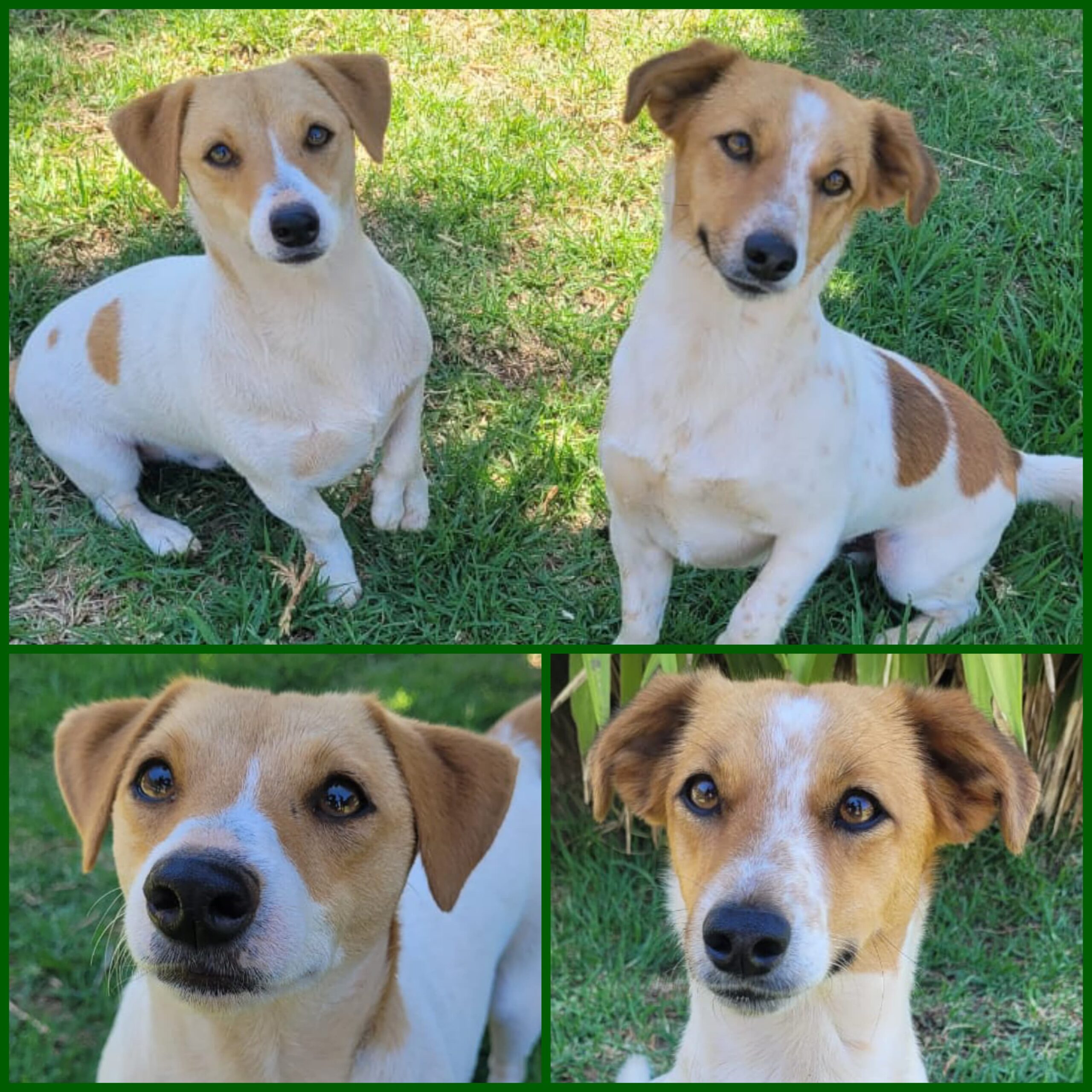 BarkingMad - BarkingMad