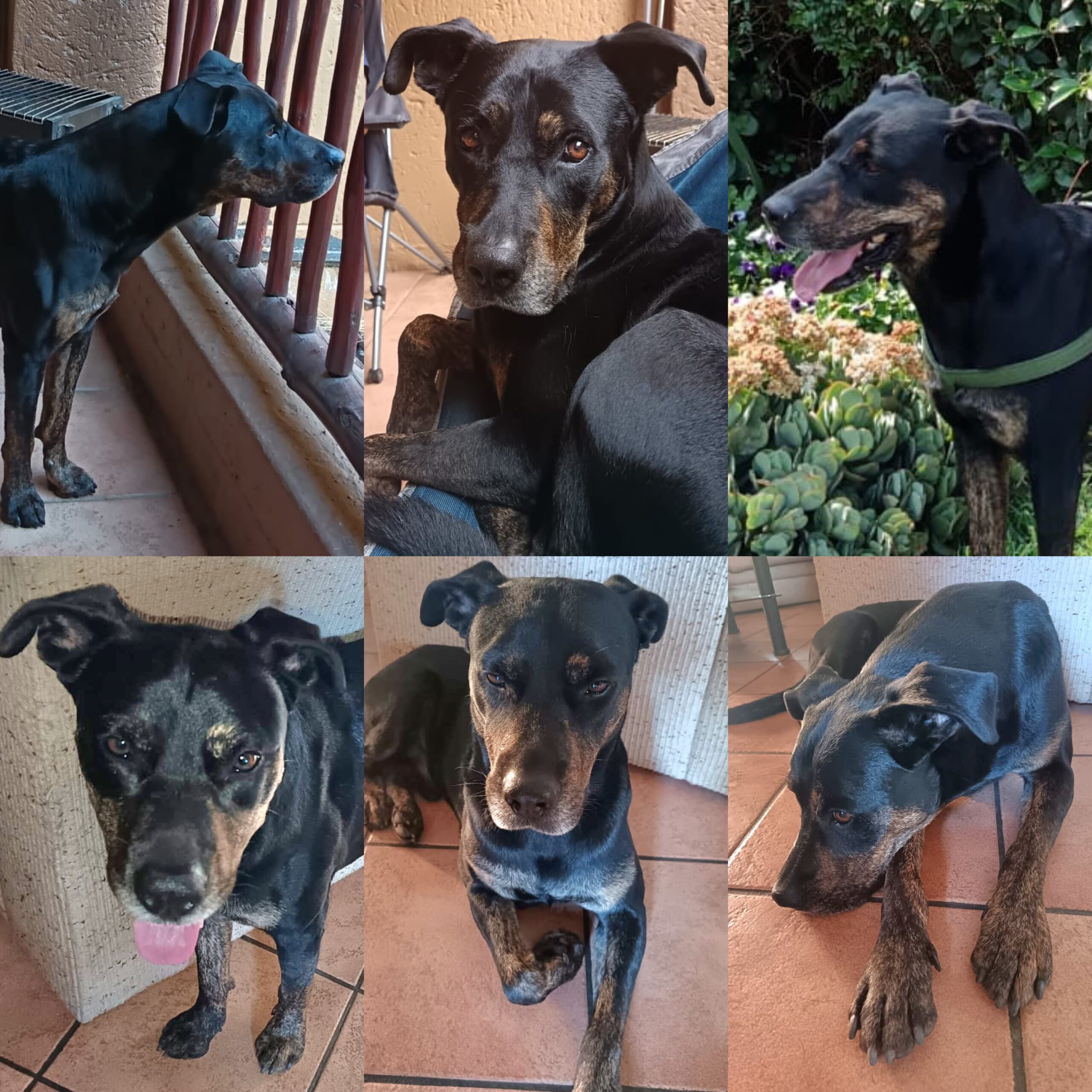 BarkingMad - BarkingMad