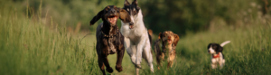 Understanding Your Dog's Body Language Signals: Dog Body Language