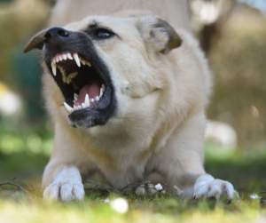 Understanding Your Dog's Body Language Signals: Dog Body Language