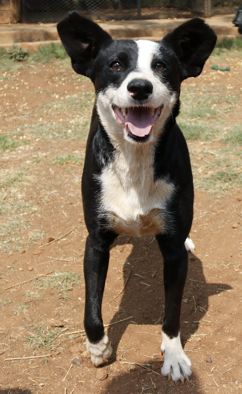 Liquorish - BarkingMad