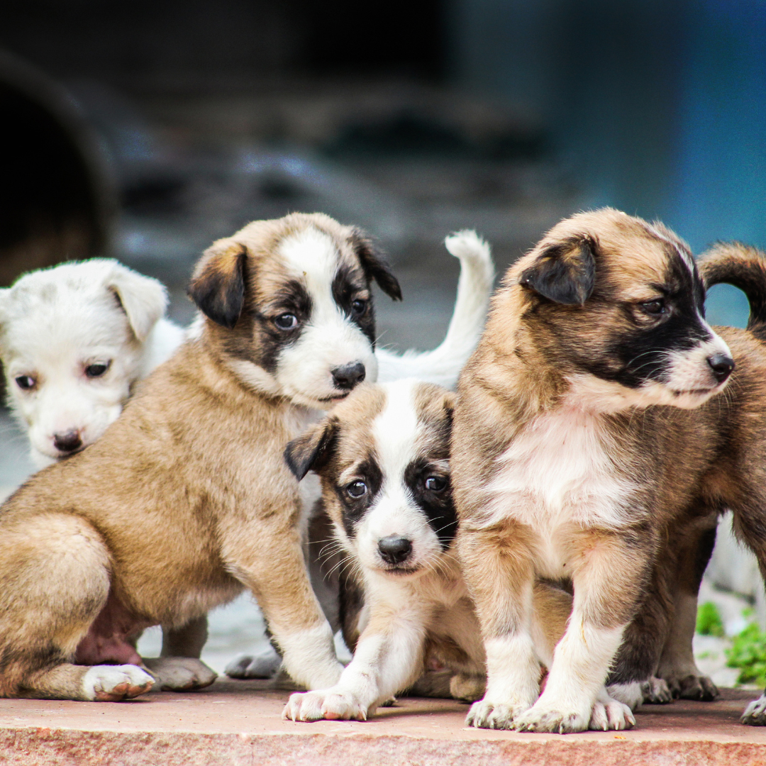 Public Outcry Led by BarkingMad SA Halts Sale of Live Animals - BarkingMad